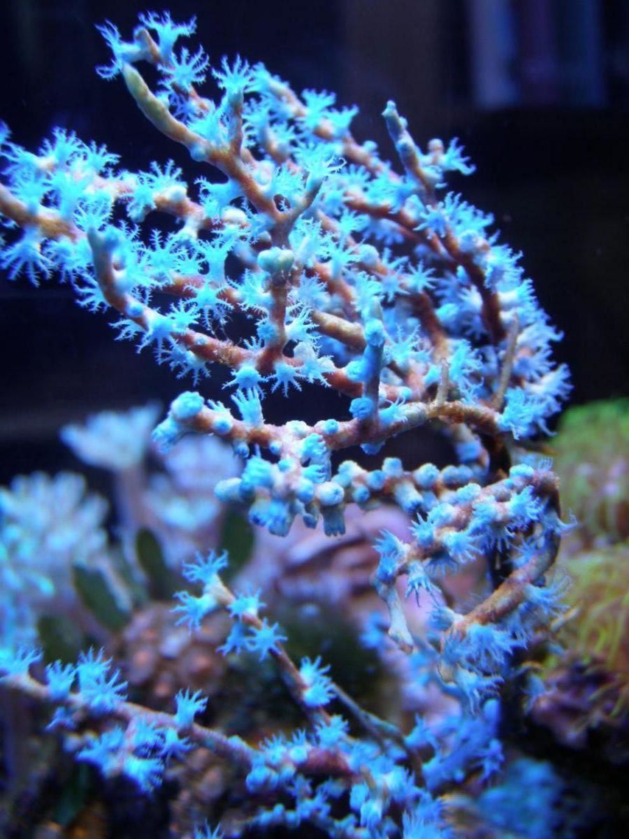 Blueberry Gorgonian - NPS Corals - Nano-Reef Community