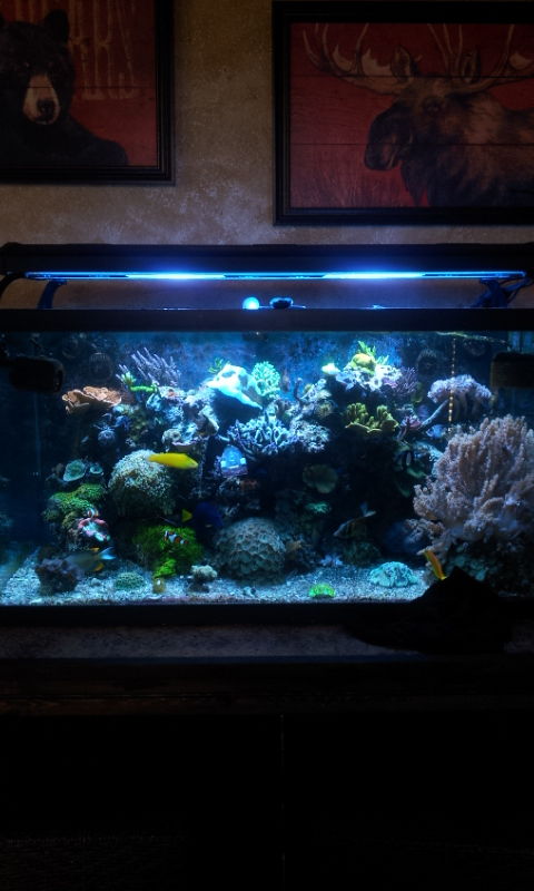 my 120 gallon reef front view - Community Photos - Nano-Reef Community