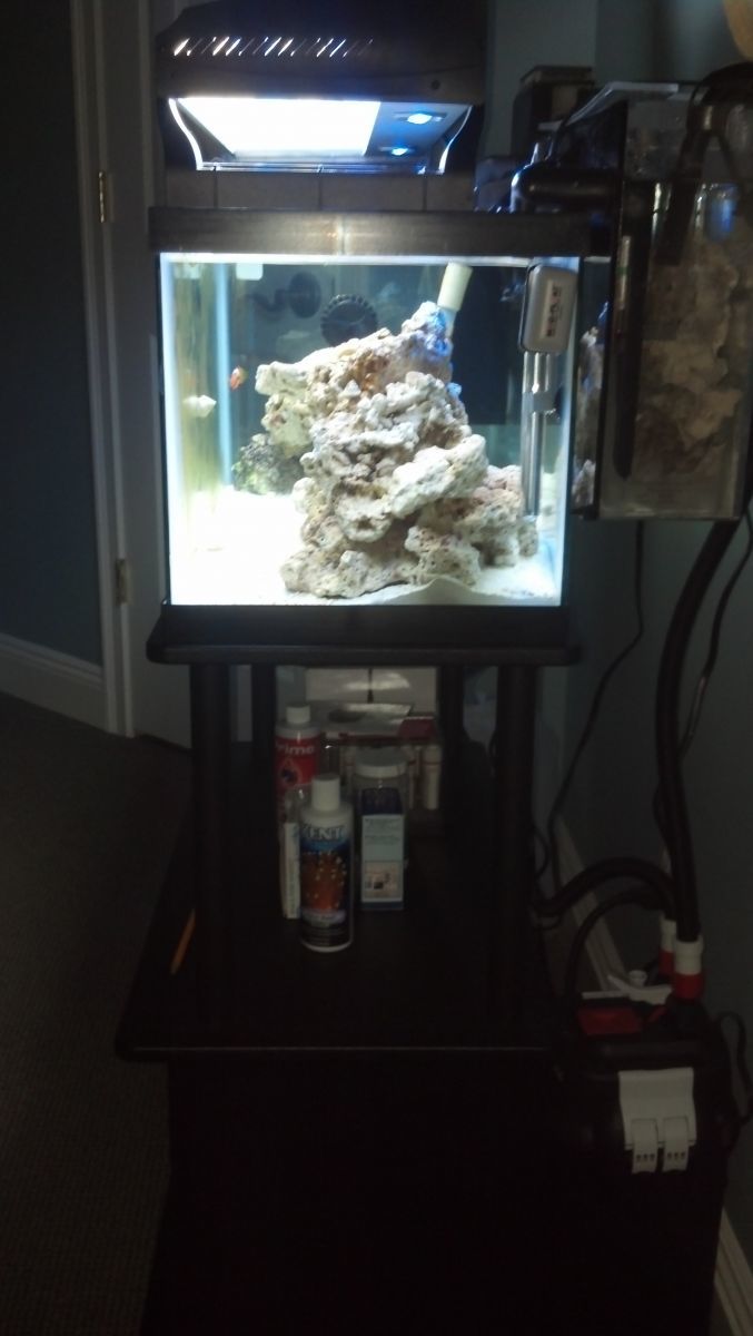 Side view - Tank Shots - Nano-Reef Community