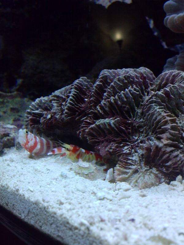 My Wheeler's shrimp goby and Candy cane pistol shrimp - Community ...