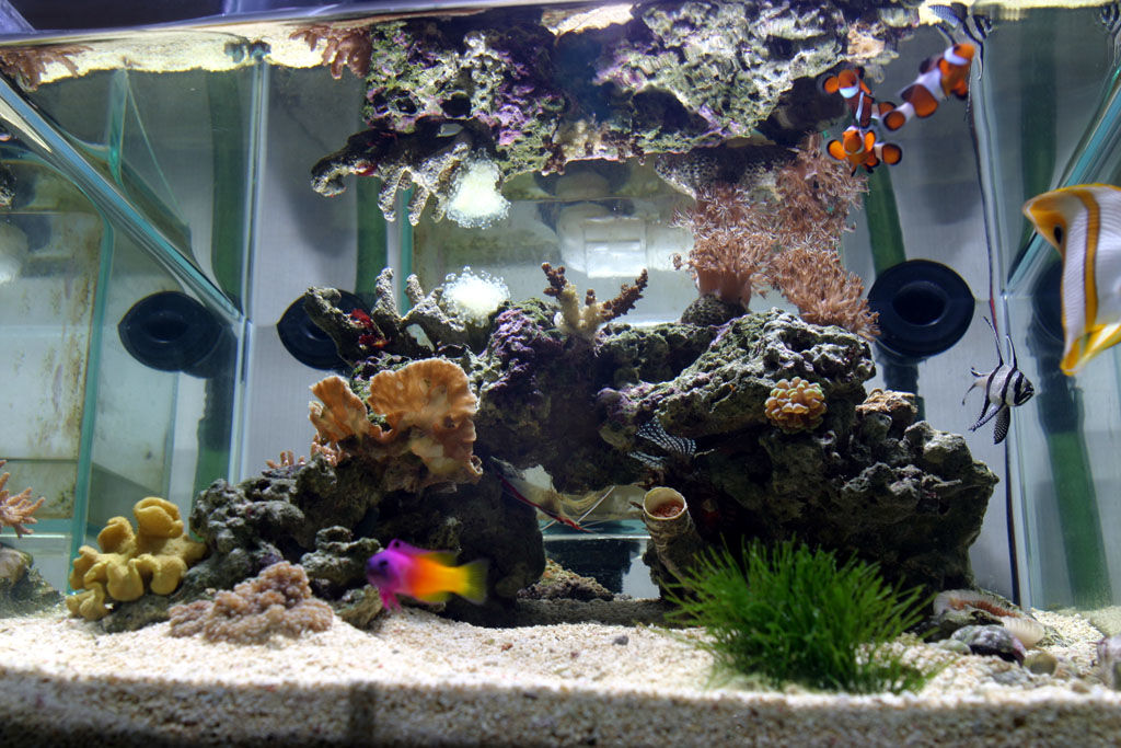 my 15G nano reef - Tank Shots - Nano-Reef Community