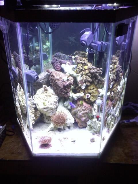 35 hex reef - Tank Shots - Nano-Reef Community
