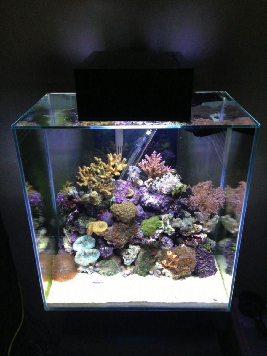 12 gal fluval edge nano reef - Tank Shots - Nano-Reef Community