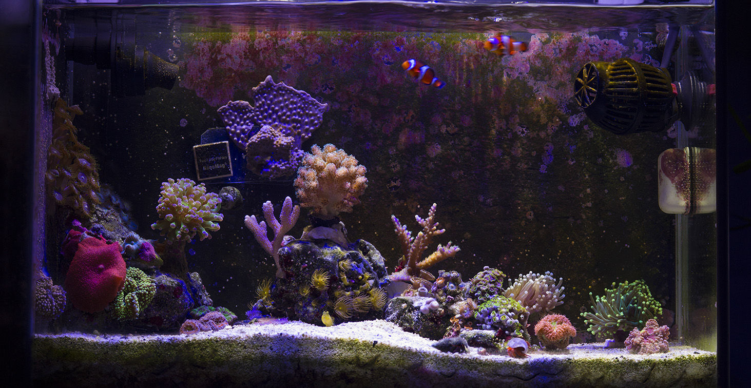 Fluval Spec V Mixed Reef - Tank Shots - Nano-Reef Community