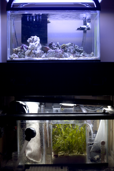 10g - Tank Shots - Nano-Reef Community