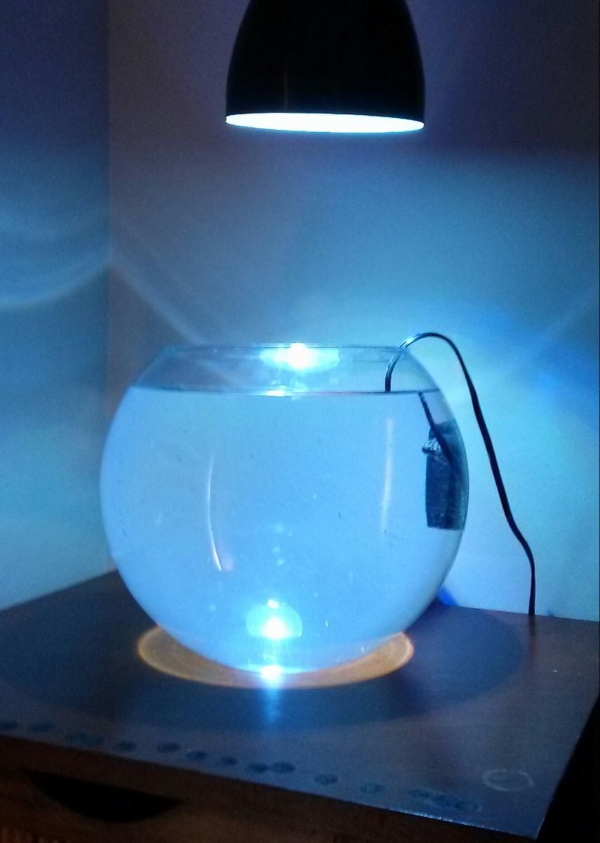 1 gallon reef bowl - Tank Shots - Nano-Reef Community
