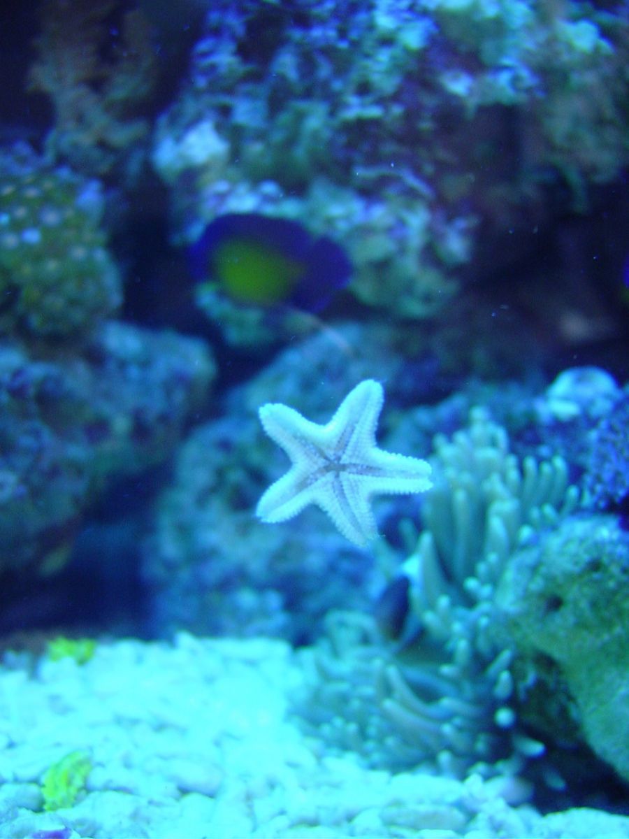 starfish detected! - Community Photos - Nano-Reef Community