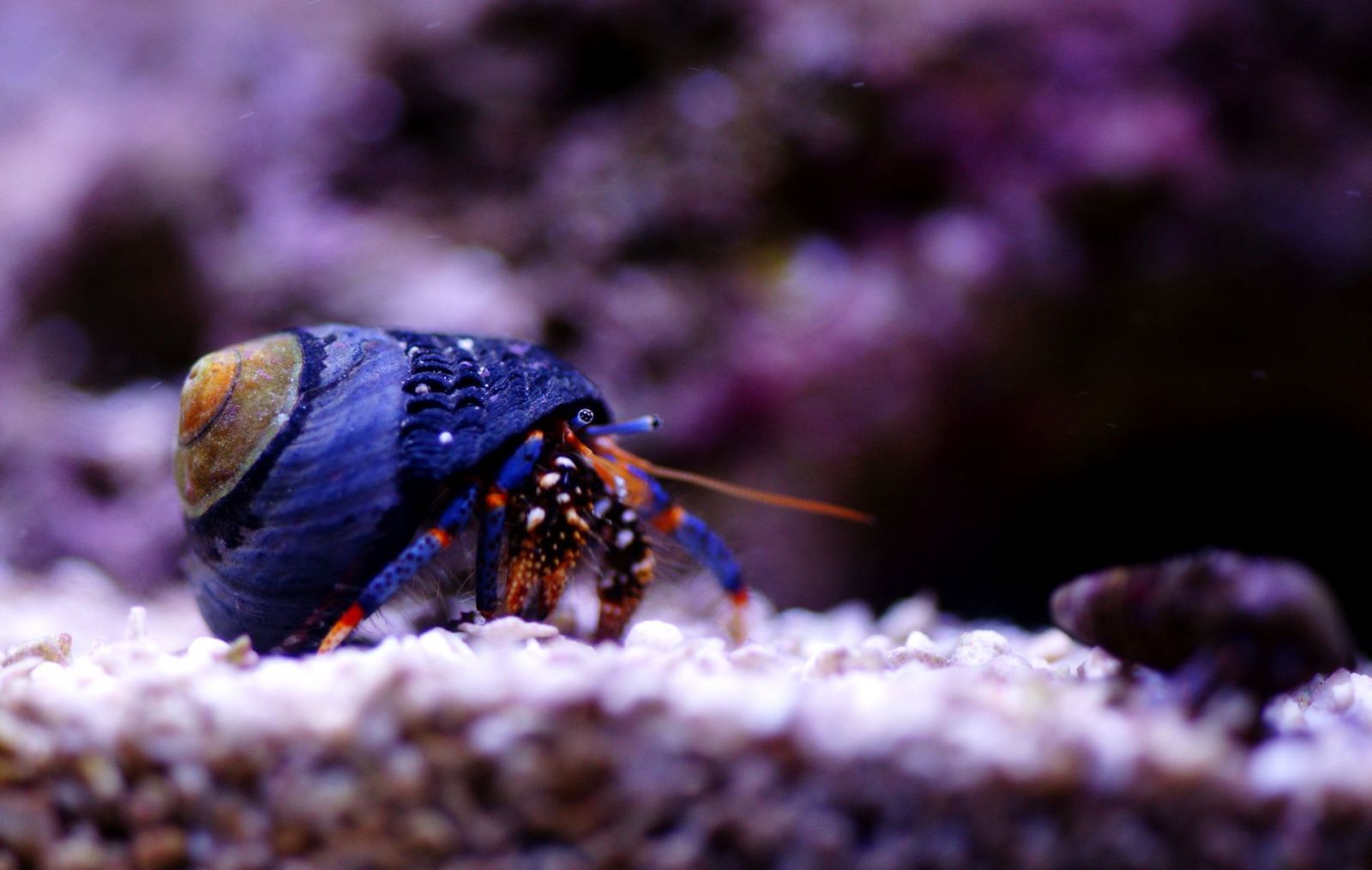 Dwarf Blue Leg Hermit - Invertebrates - Nano-Reef Community