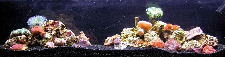 Pico Black Background - Community Photos - Nano-Reef Community