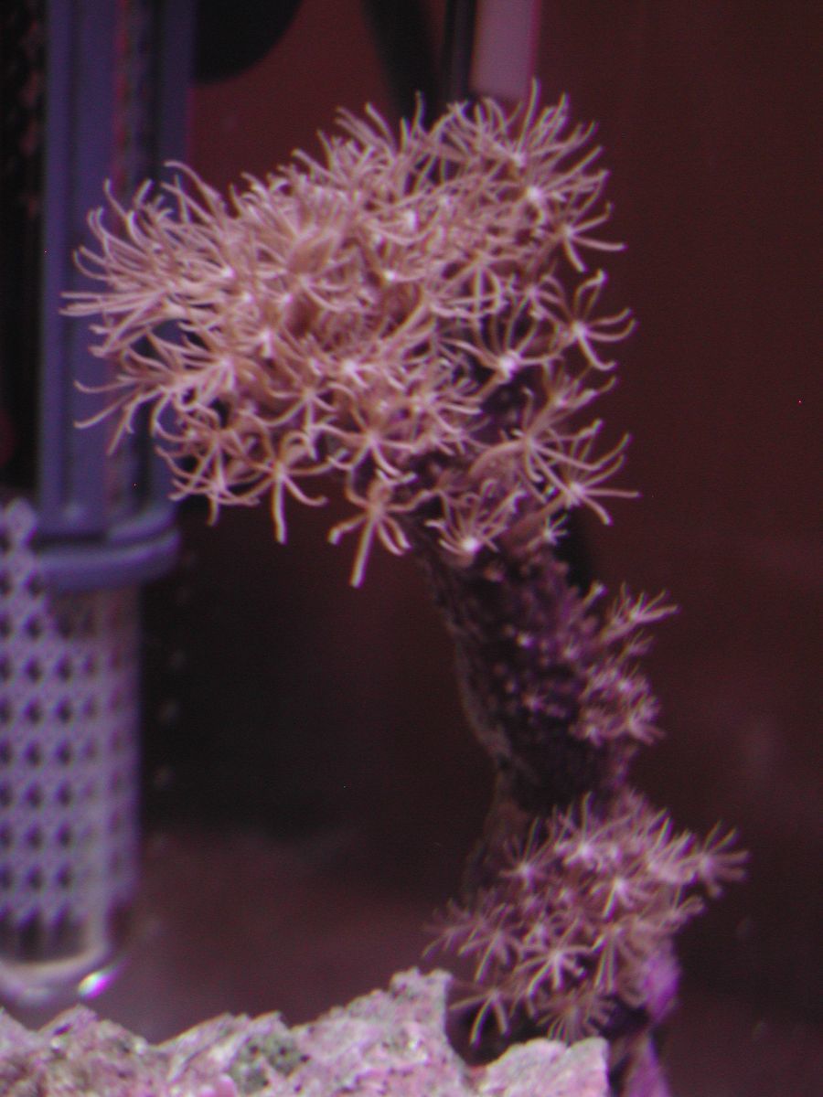 gorgonian - Tank Shots - Nano-Reef Community