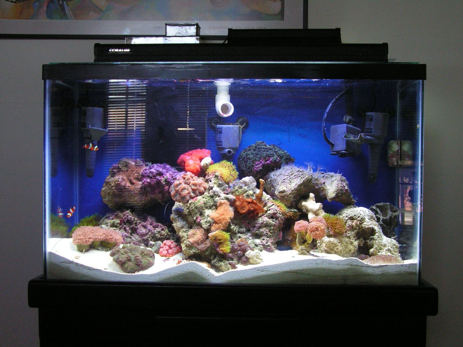 new 29g main tank - Tank Shots - Nano-Reef Community