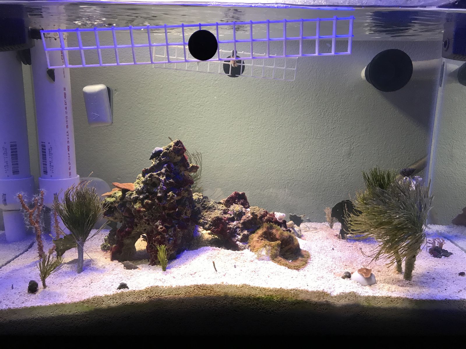 Display refugium - Tank Shots - Nano-Reef Community