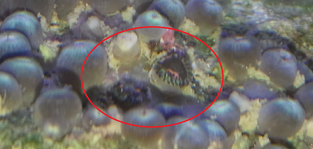 Zoa polyps dying / melting - Pest and Disease Treatments - Nano-Reef ...
