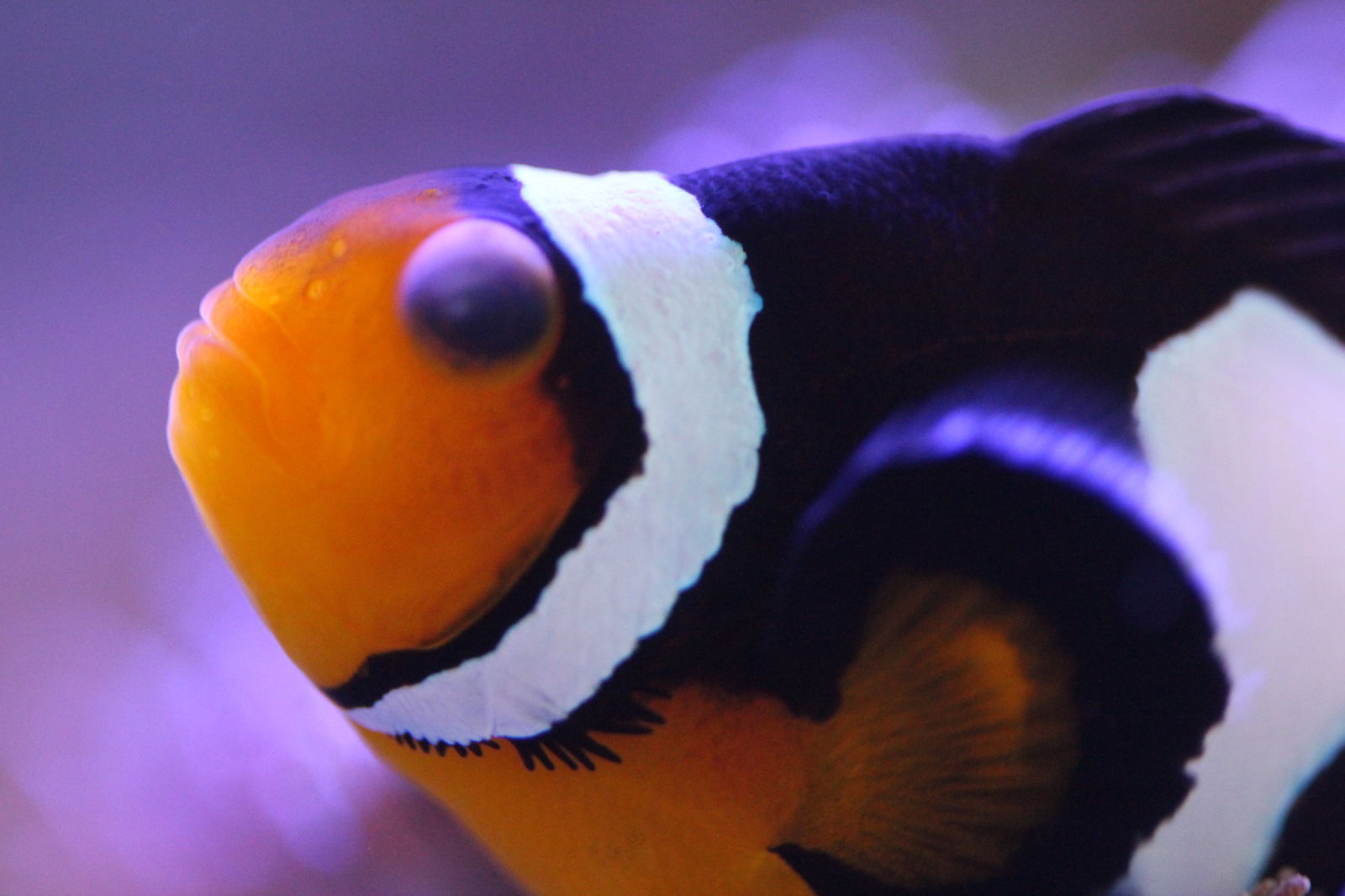 Clownfish with a white eye - Pest and Disease Treatments - Nano-Reef ...