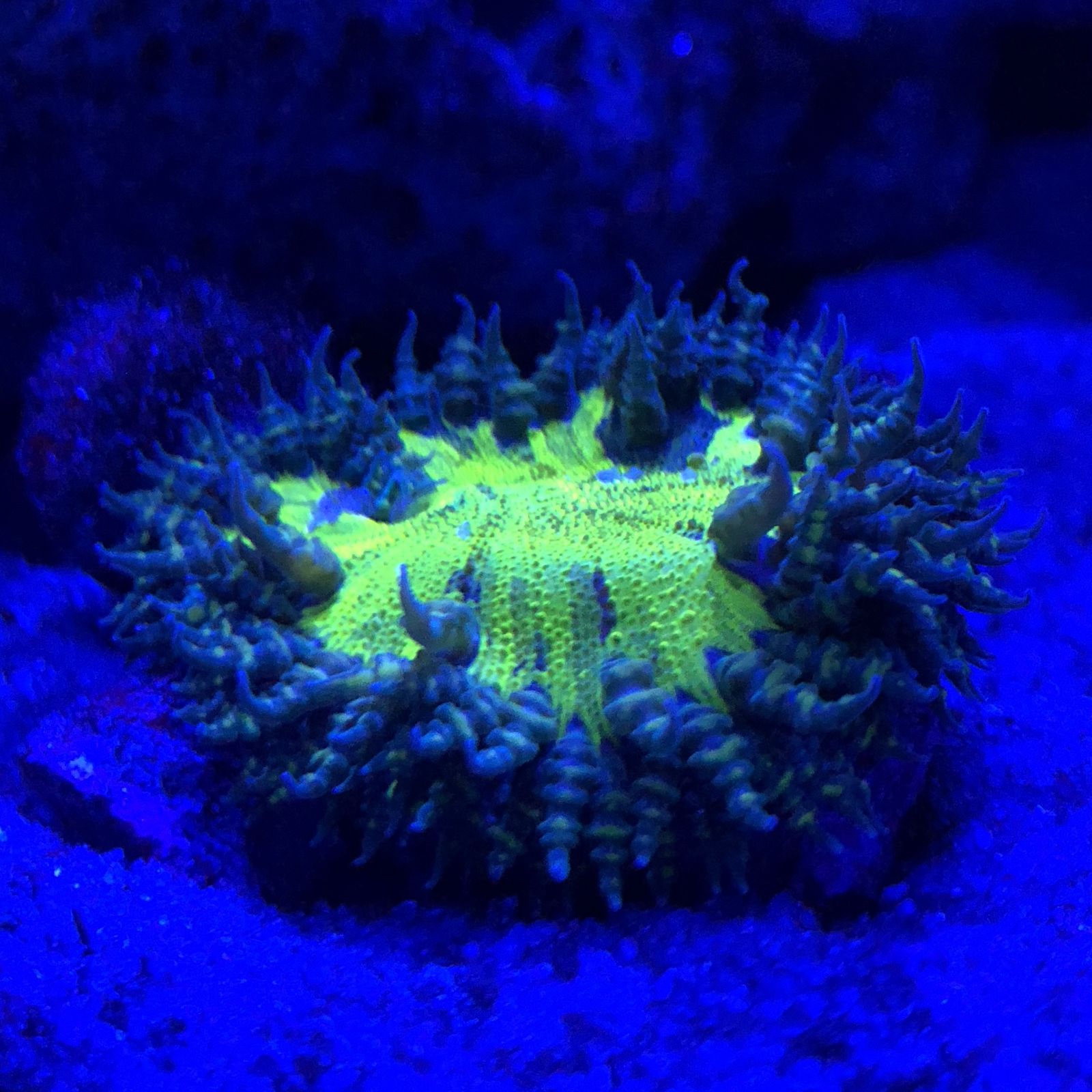 BTA, mini maxi, or rock flower nems? - General Discussion - Nano-Reef ...