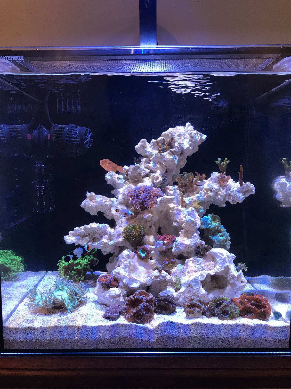 Waterbox Nano Owner's Thread - Page 2 - All-In-One Tanks - Nano-Reef ...