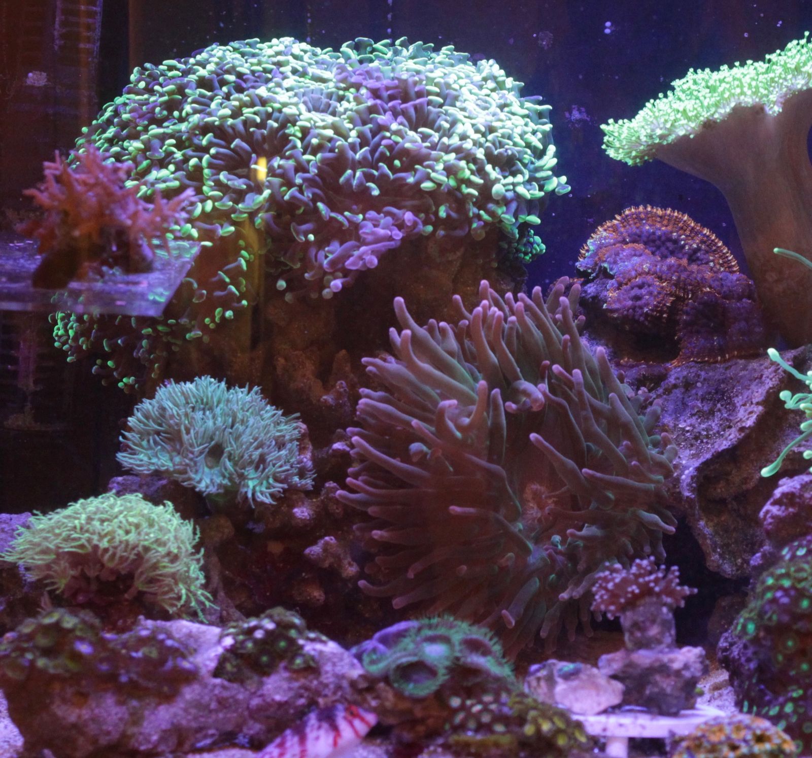 BTA, mini maxi, or rock flower nems? - General Discussion - Nano-Reef ...