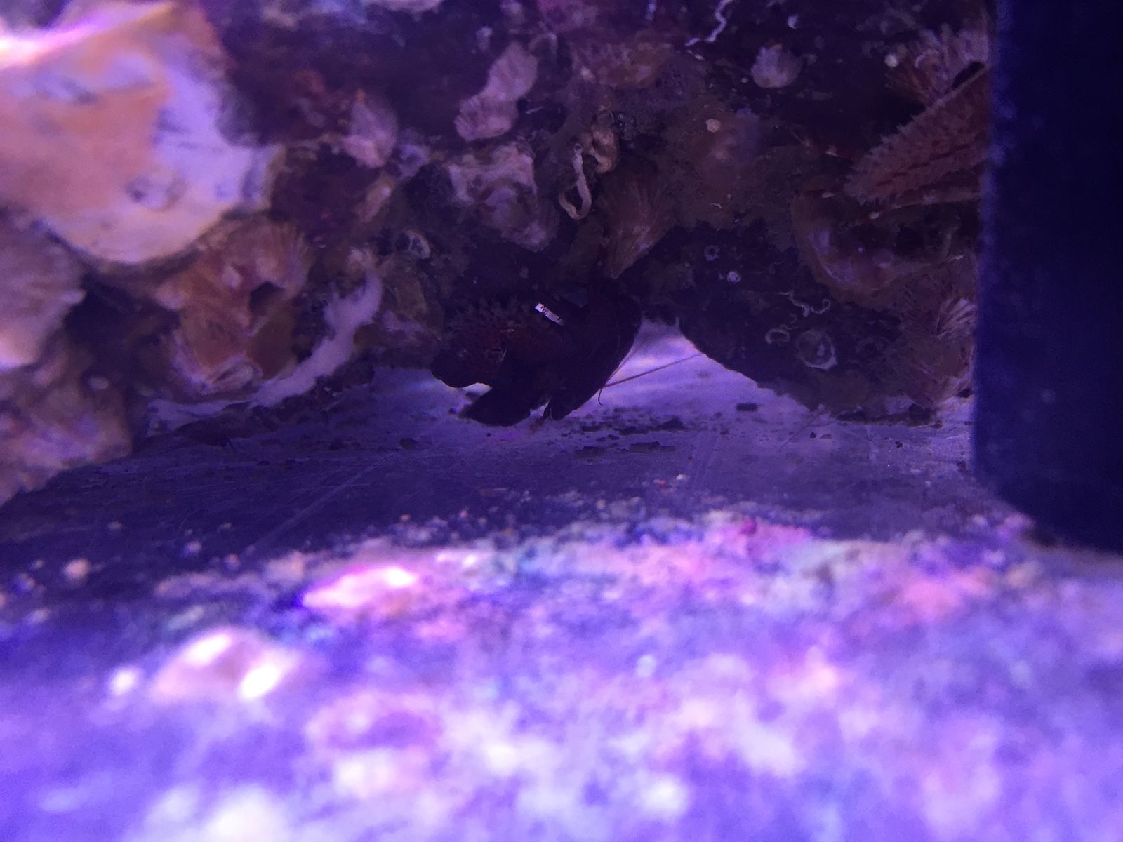 ELOS Tank build - Nano Reef Journals - Nano-Reef Community