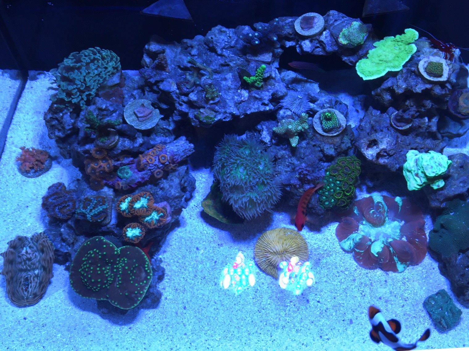 TOP VIEW - Tank Shots - Nano-Reef Community