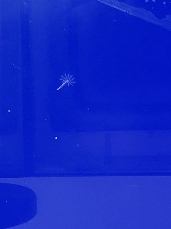 Baby tube worm or something sinister? - Identification Forum - Nano ...