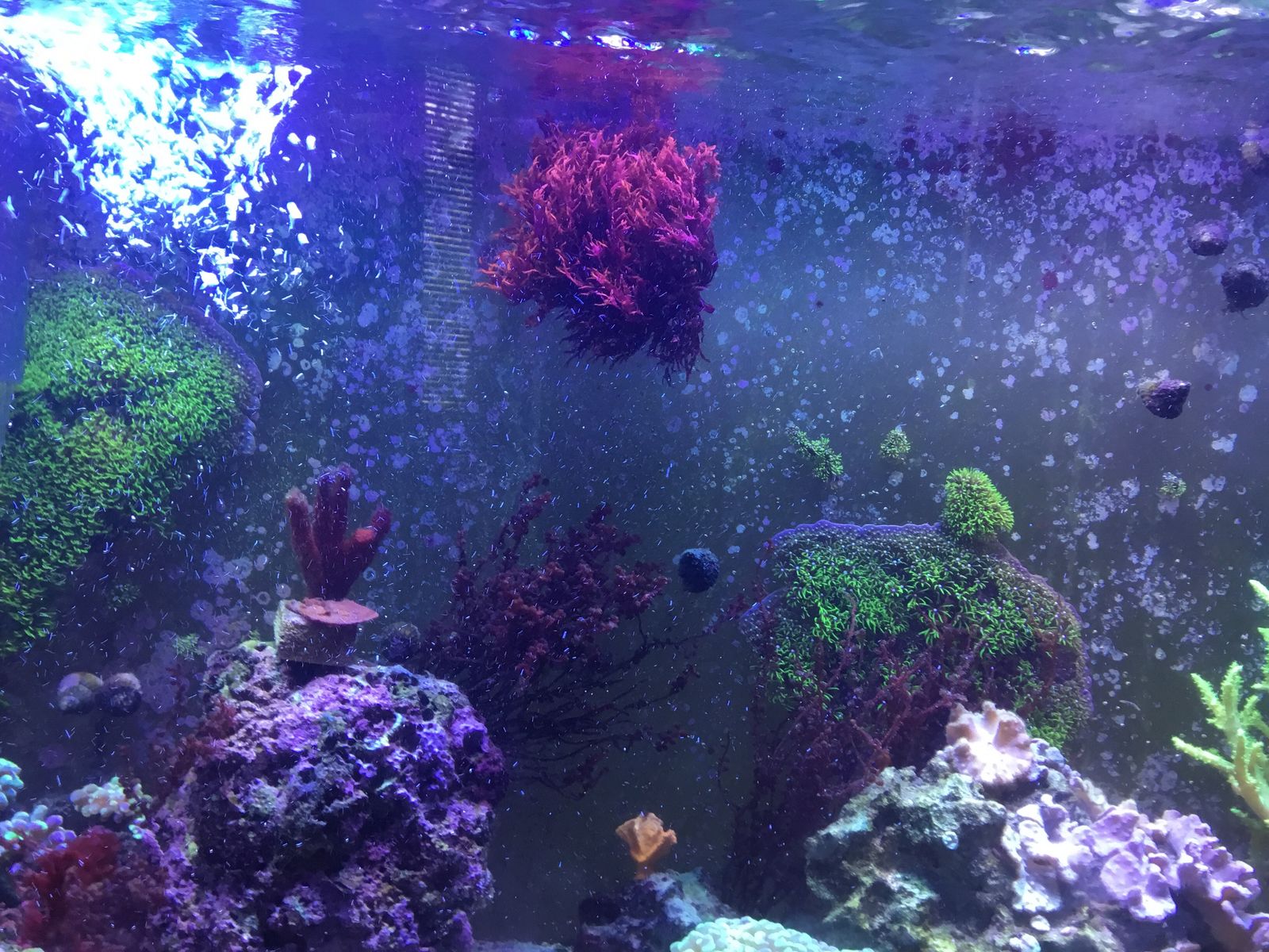Lighting question on Red Dragons Breath in the display - Macroalgae and ...