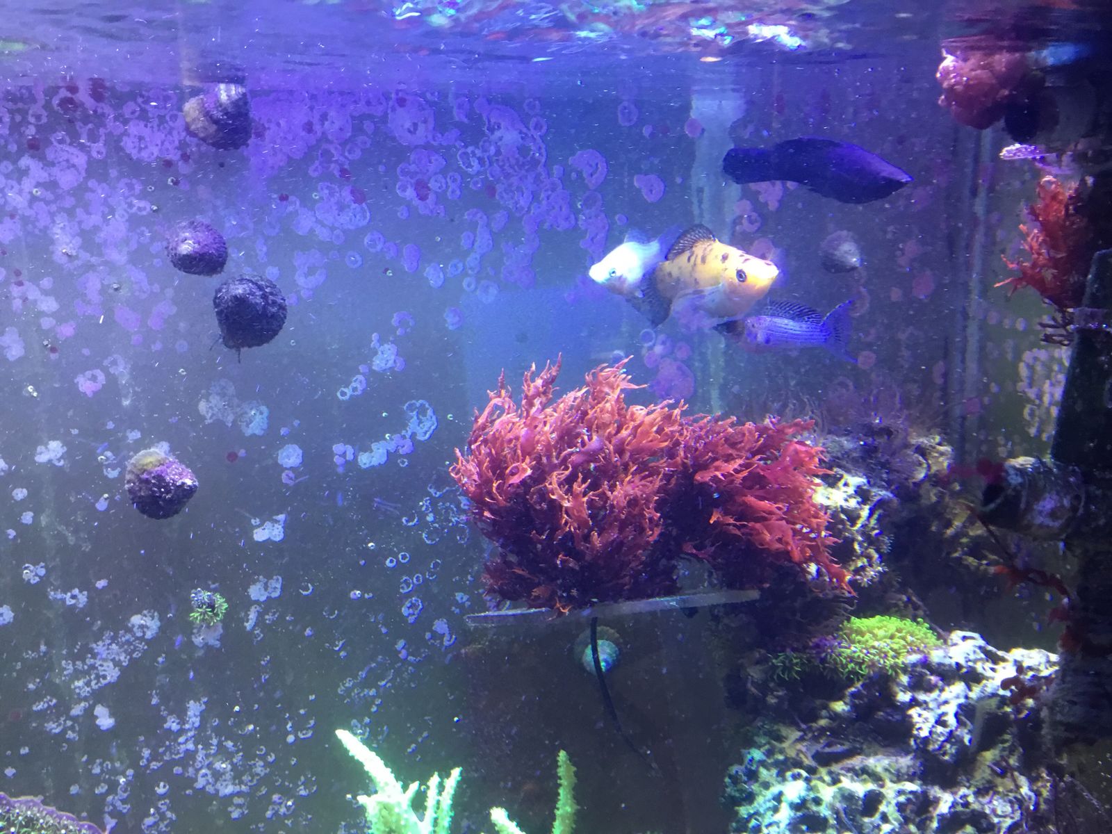 Lighting question on Red Dragons Breath in the display - Macroalgae and ...