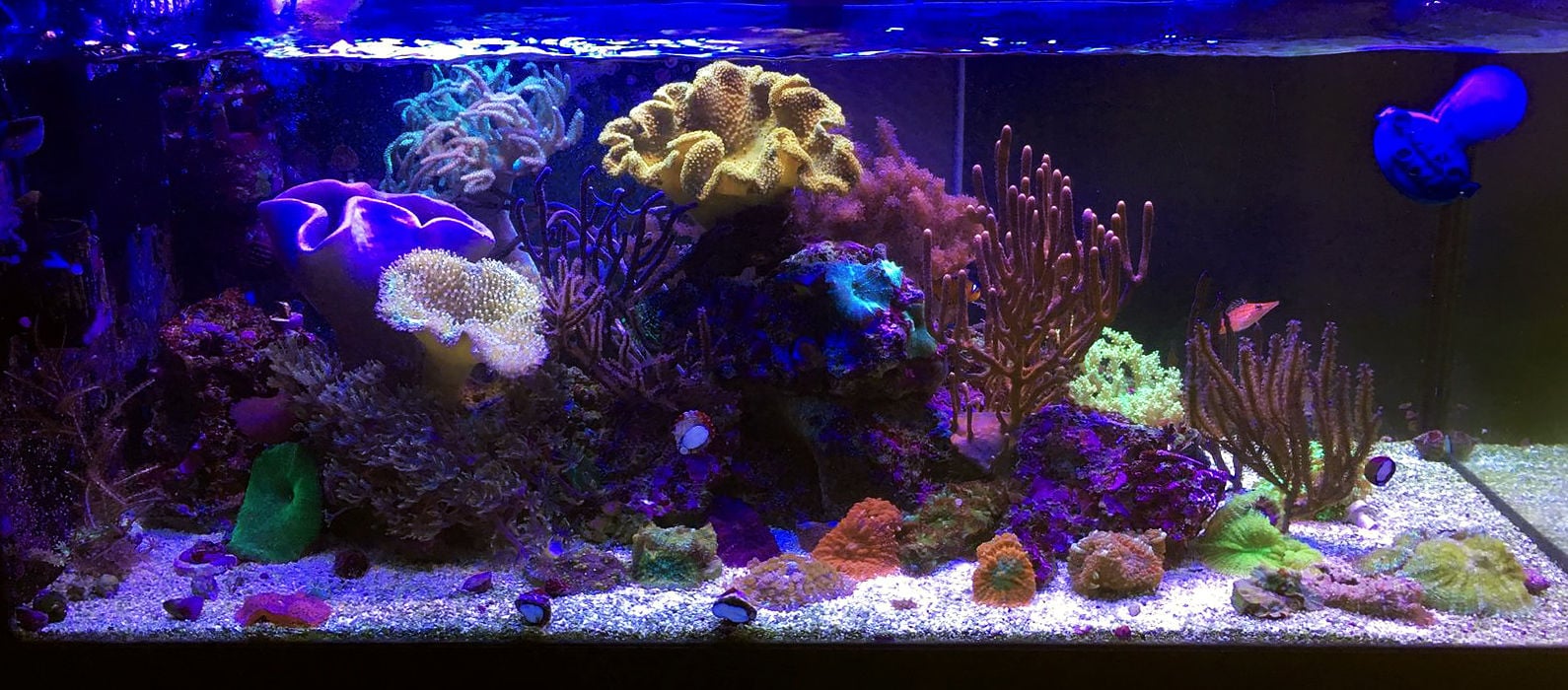 Sharbuckle's 40gal Peninsula Reef Aquarium & Display Refugium - October ...