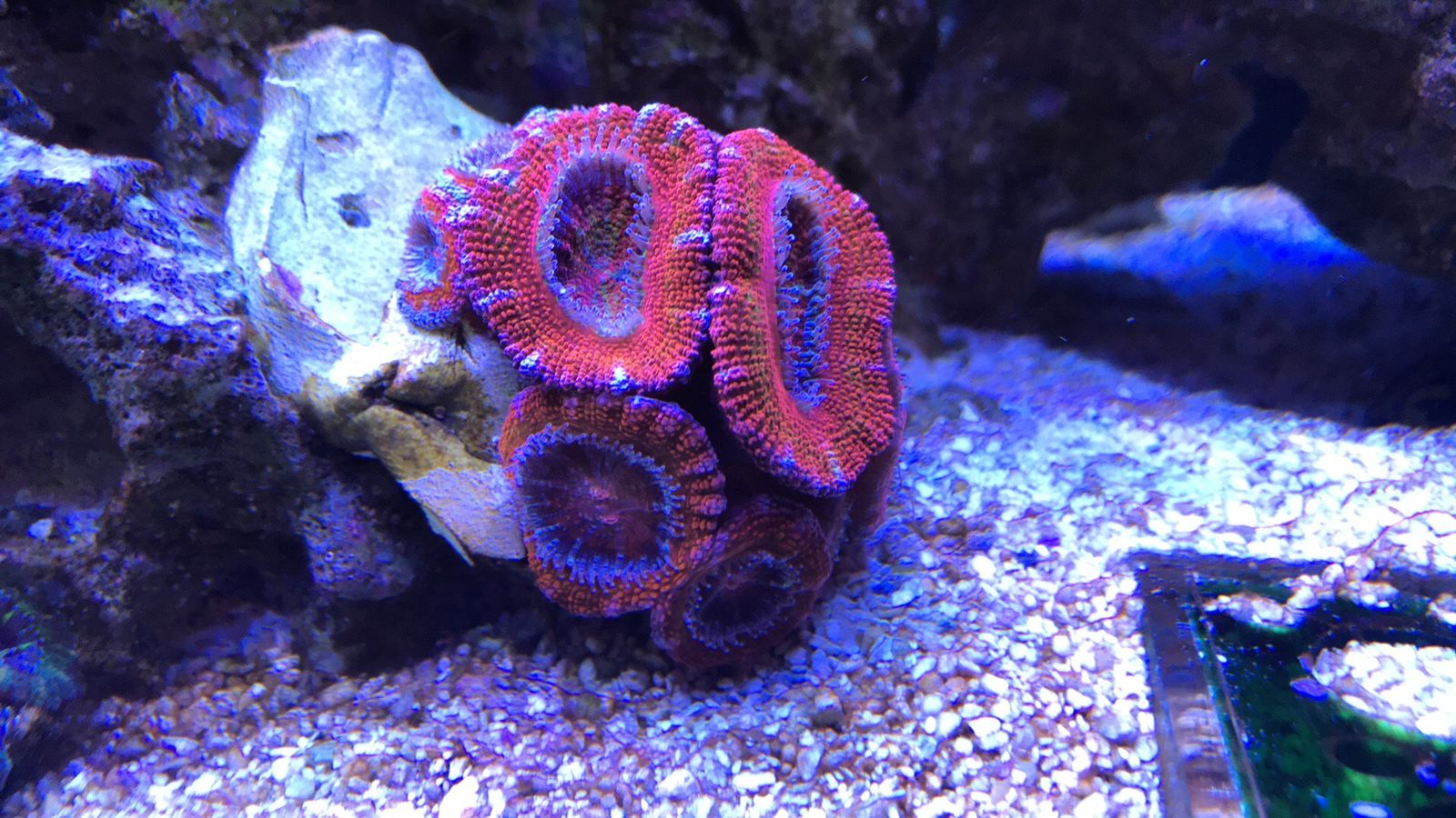 Acan growth, a question of speed. - Coral Forum - Nano-Reef Community