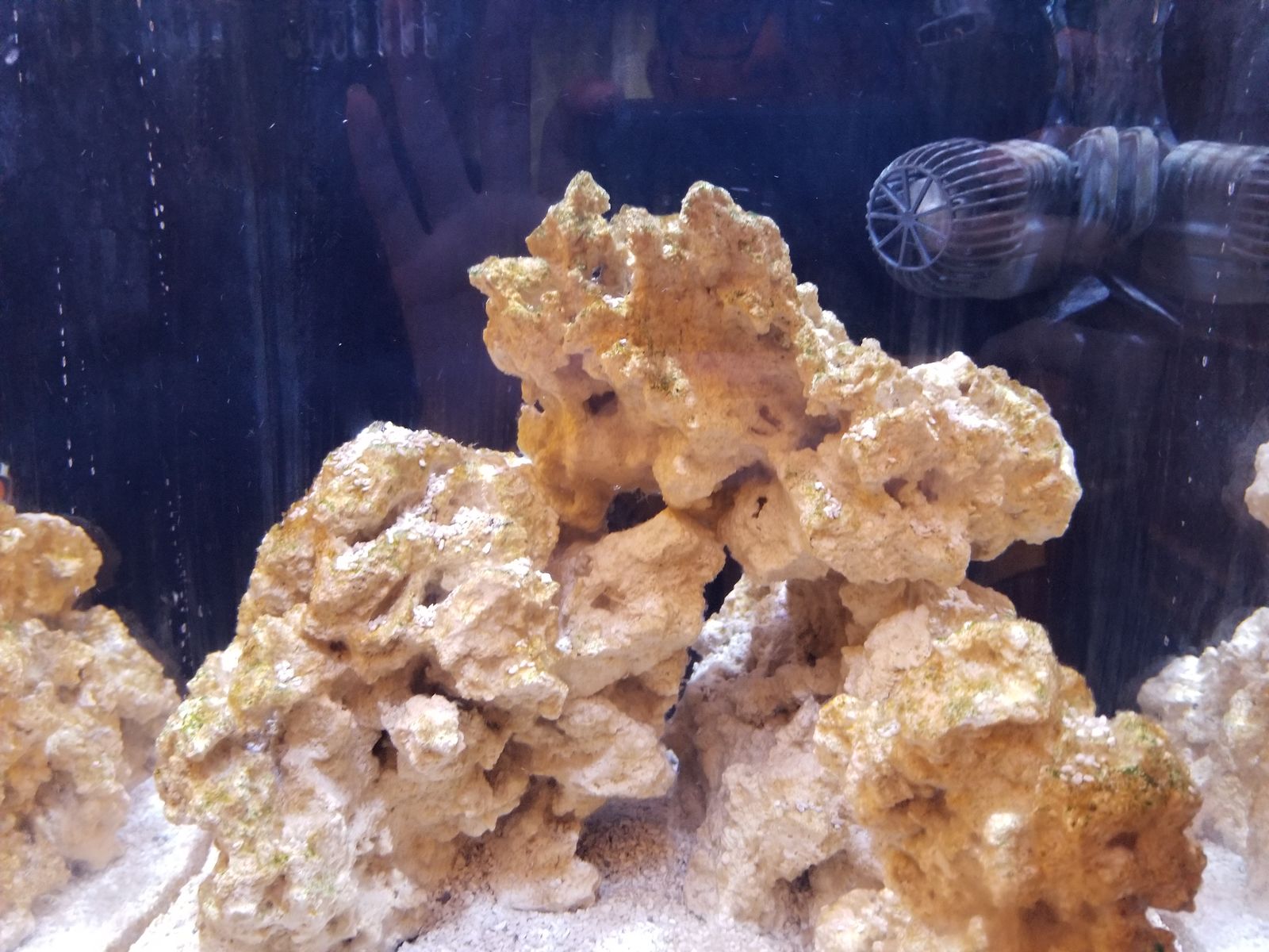 Dead Clown fish - Beginners Discussion - Nano-Reef Community