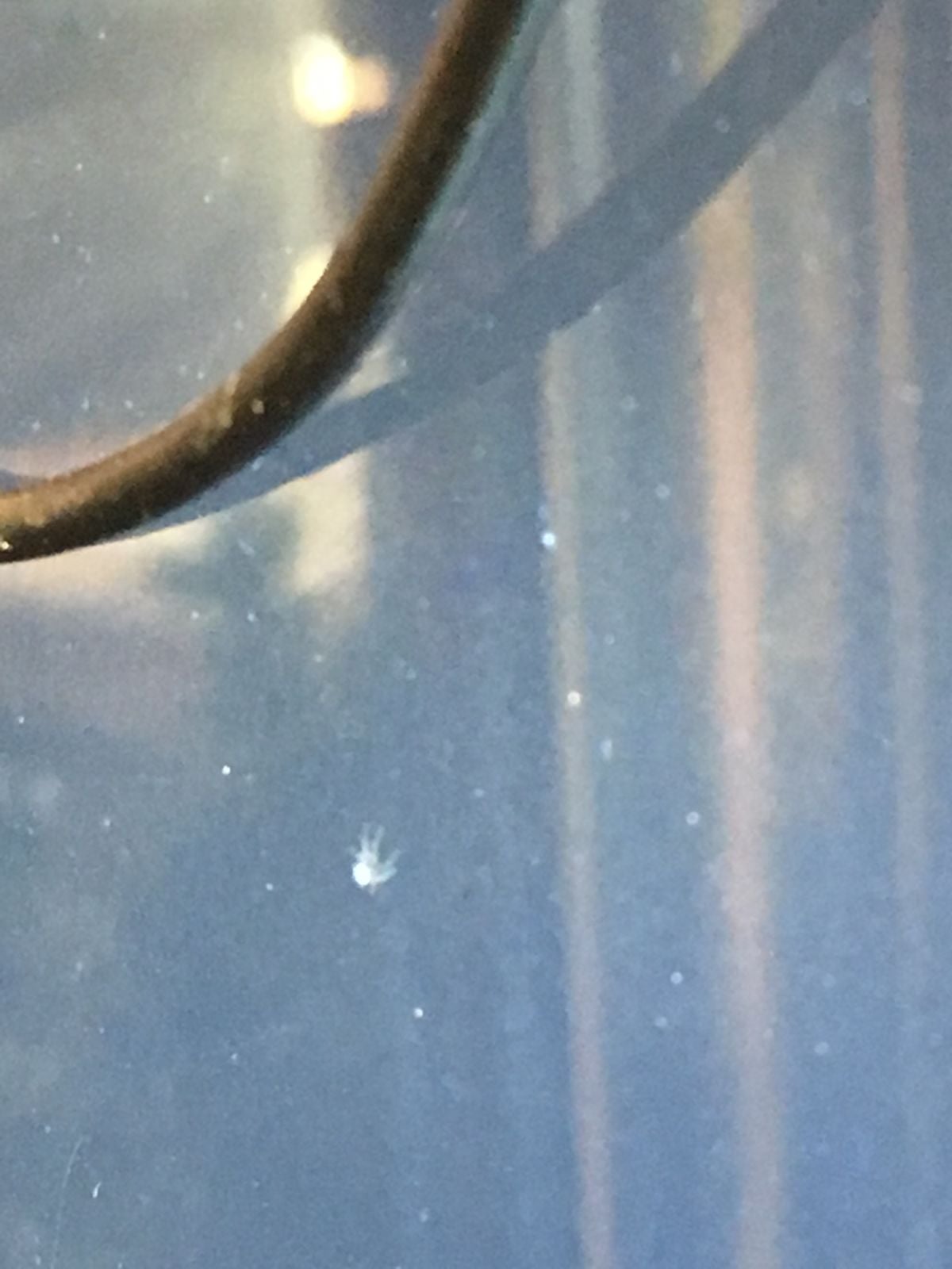 What are these white spots? - Identification Forum - Nano-Reef Community