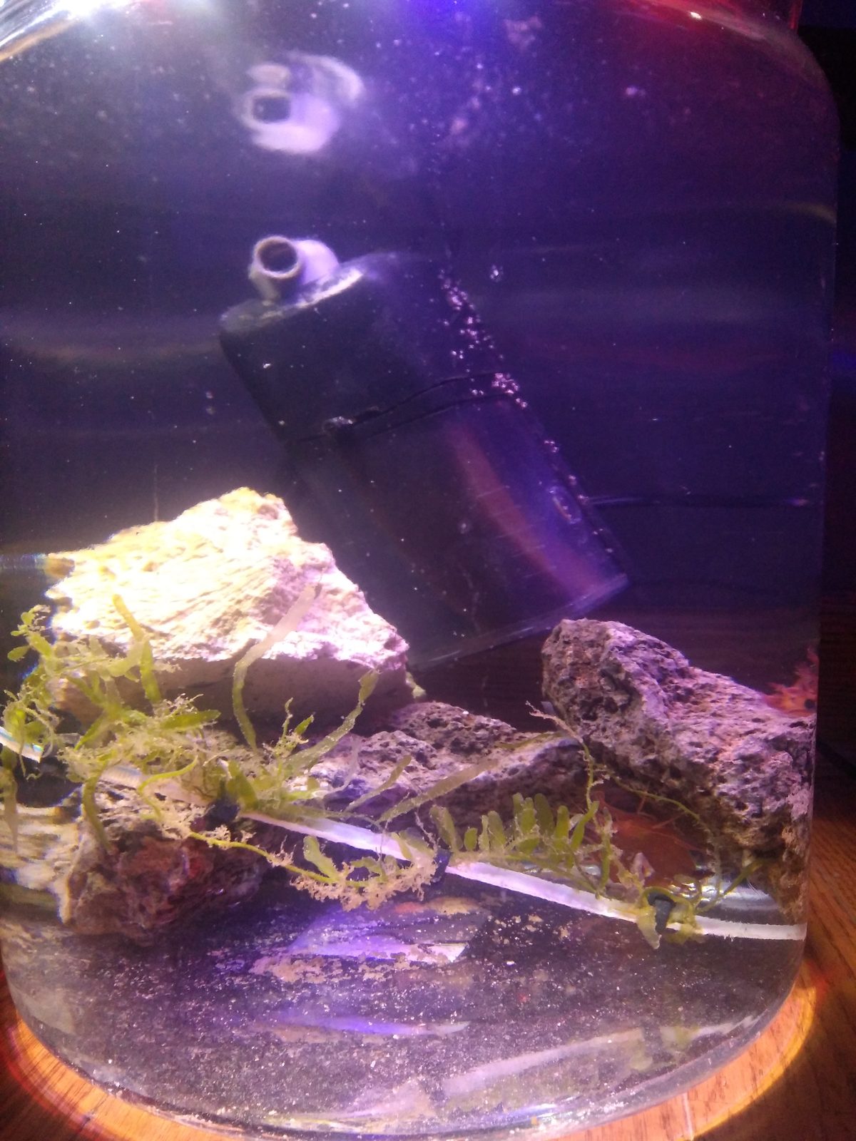 5.5 Gallon Macroalgae Tank - Pico Reef Journals - Nano-Reef Community