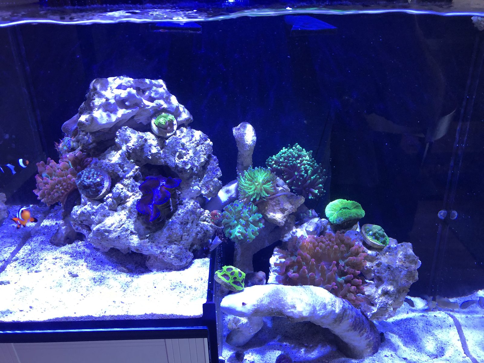 Concept Glass Abyss Panorama 20g AIO Aquarium - Nano Reef Journals ...