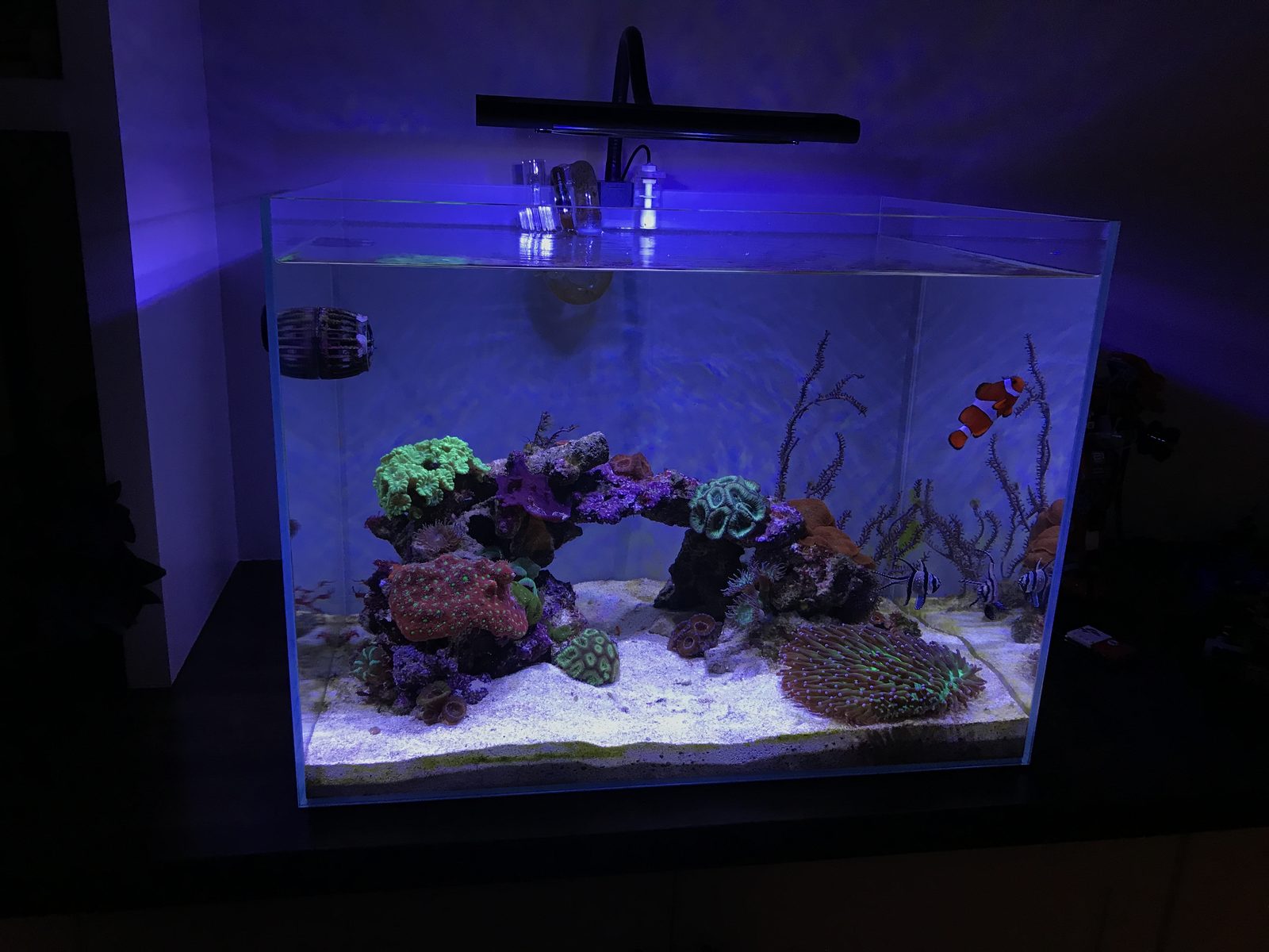 Arch-Scape Reef - Nano Reef Journals - Nano-Reef Community