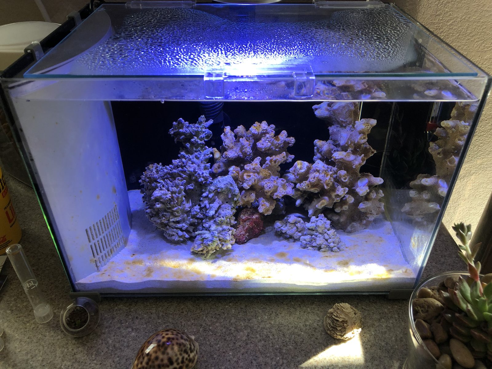 5G Pico Stocking Options - Pico Reef Journals - Nano-Reef Community
