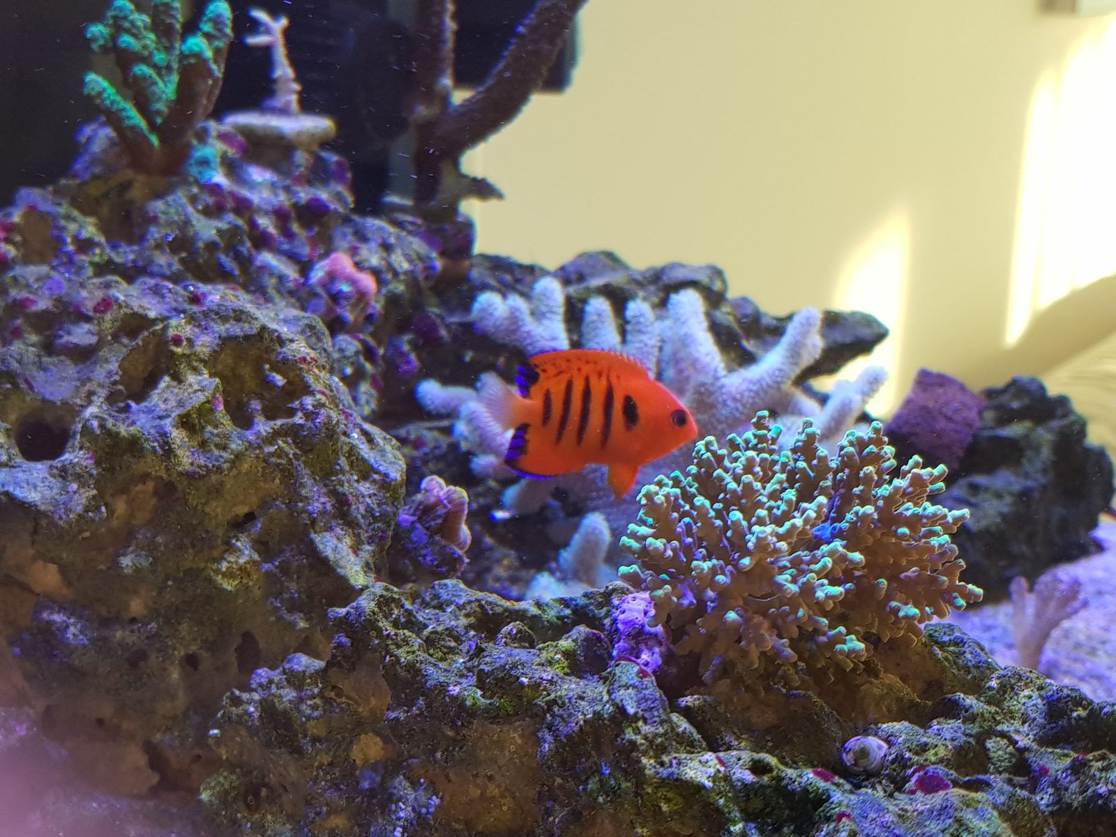Help choosing tang. Is it a good fit for my tank? - Beginners ...