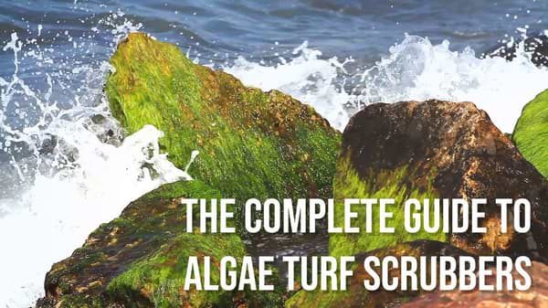 The Complete Guide to Algae Turf Scrubbers: Part 1 - Equipment Articles ...