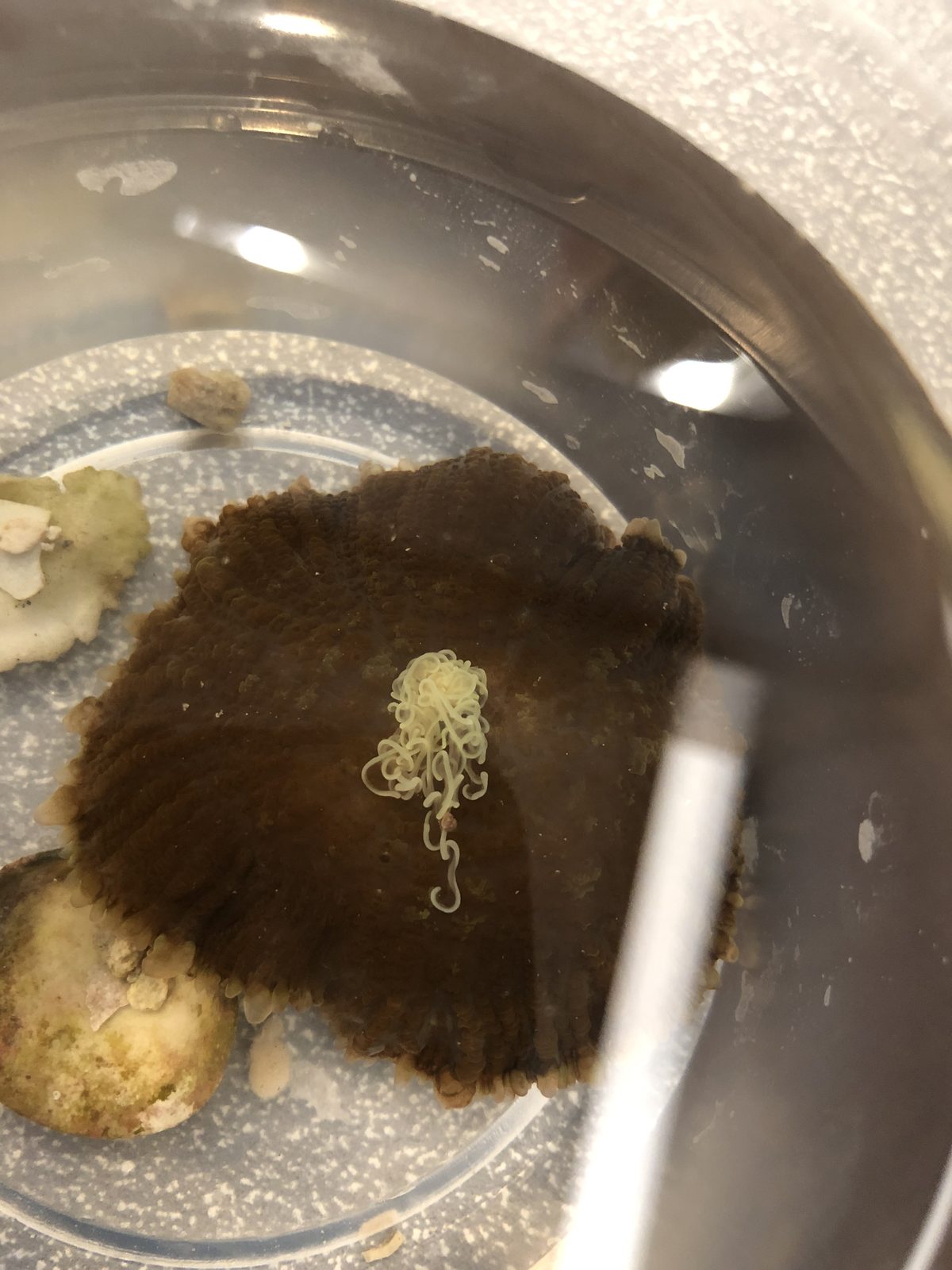 What is this Rock Flower Nem doing? - Invertebrate Forum - Nano-Reef ...