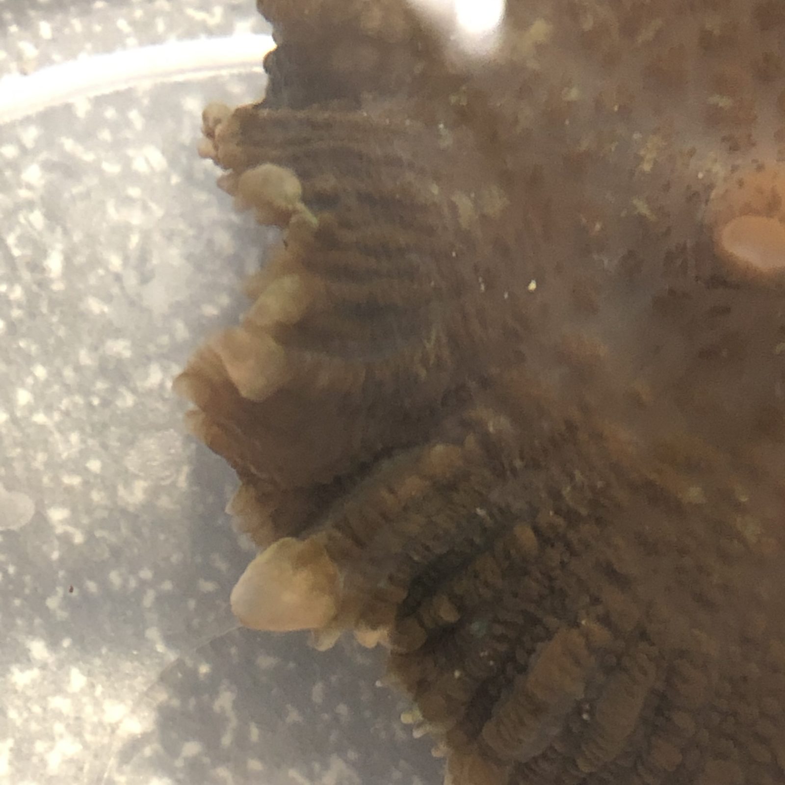 What is this Rock Flower Nem doing? - Invertebrate Forum - Nano-Reef ...