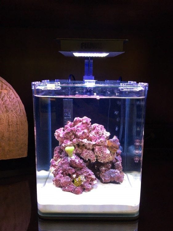 SPK9's New Pico Reef 2.5 Gallon - Pico Reef Journals - Nano-Reef Community