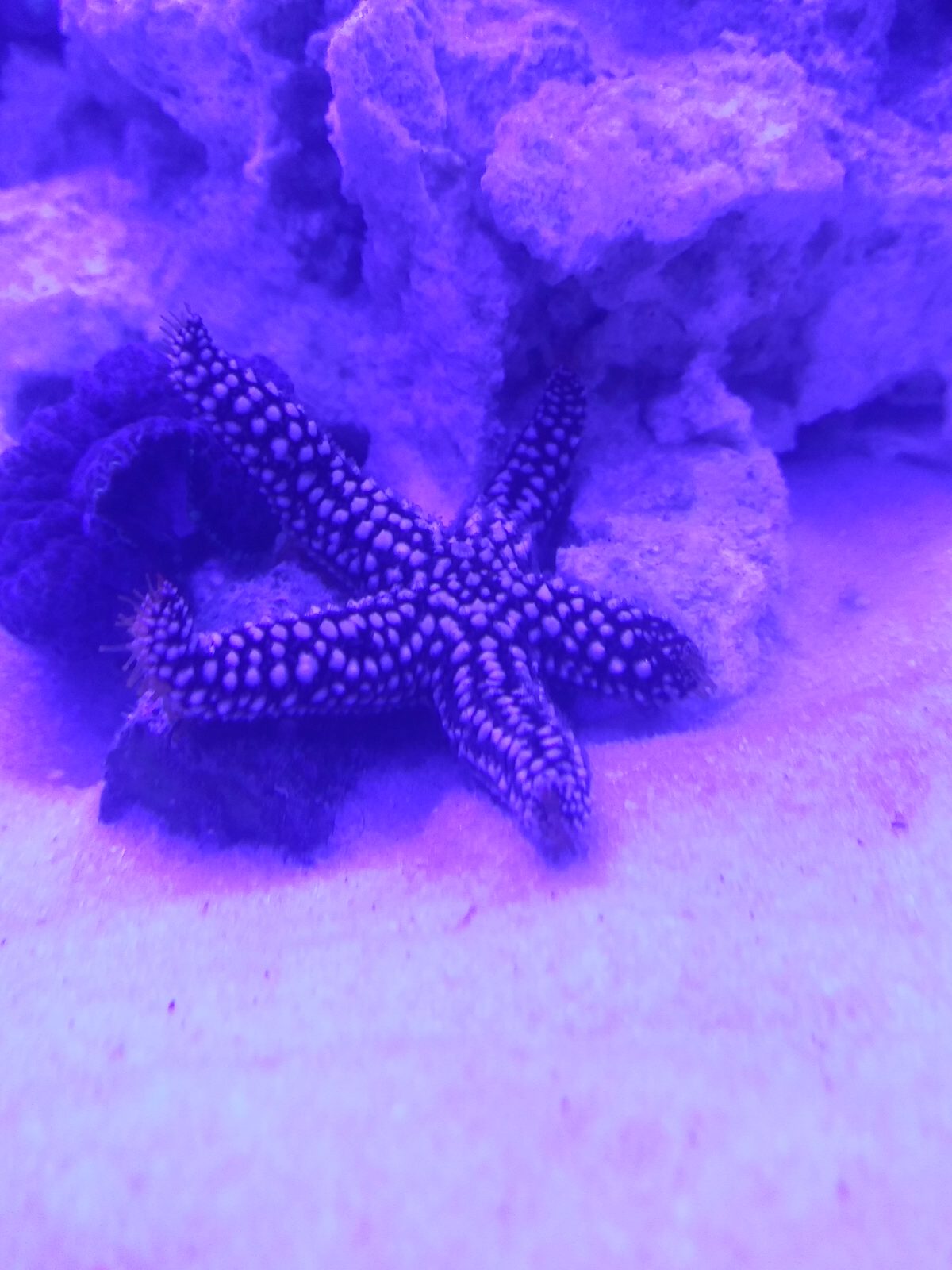 Starfish name please - Identification Forum - Nano-Reef Community