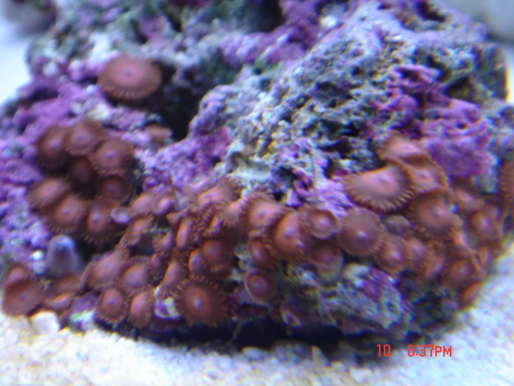 name these Zoas! - Identification Forum - Nano-Reef Community