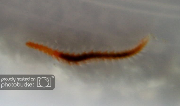 Bristle or Fire Worm? - Identification Forum - Nano-Reef Community