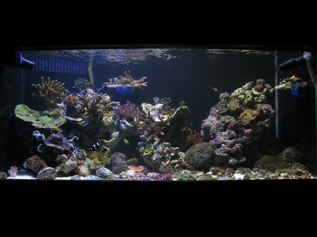 TJ_Burton Returns - last pics... - Nano Reef Journals - Nano-Reef Community