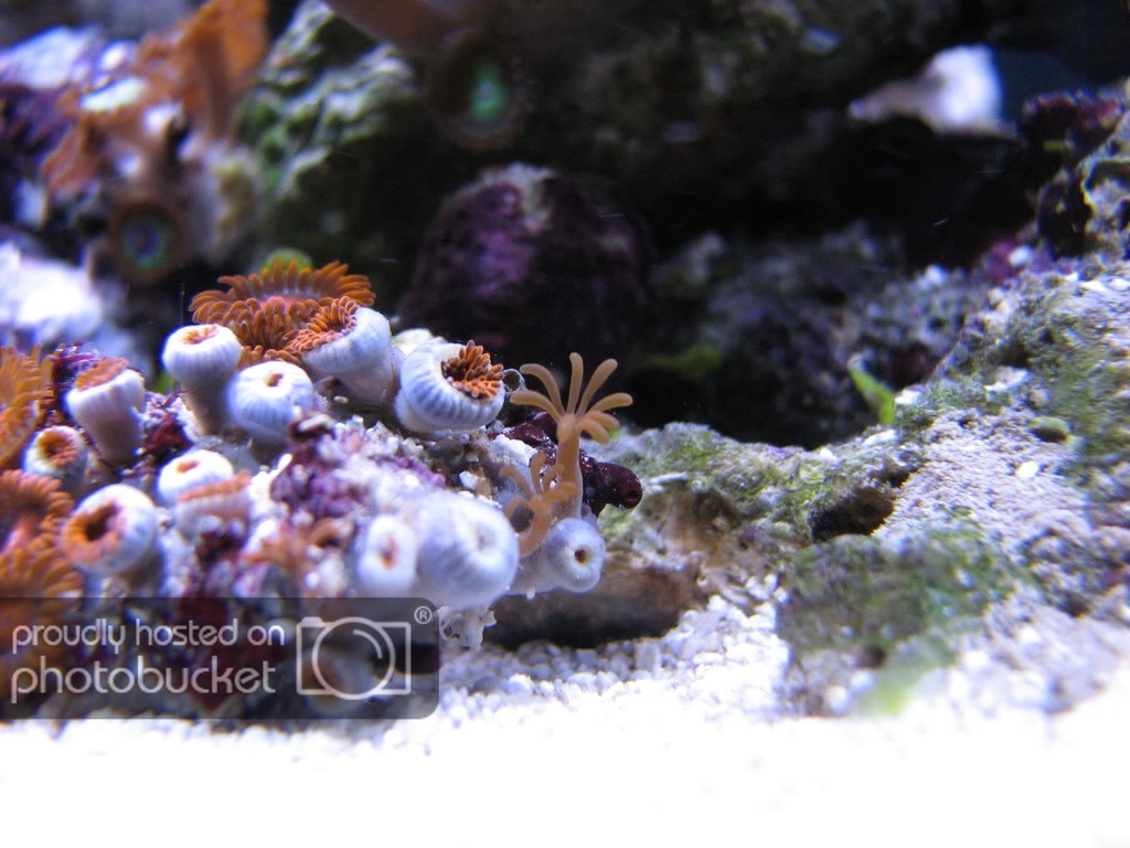 What is this growing amongst my Oxide Red Zoas? - Identification Forum ...