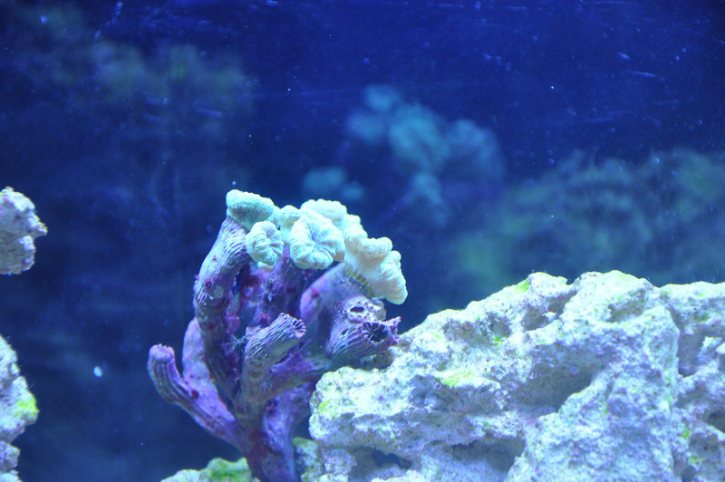 Tunicate or something else? - Identification Forum - Nano-Reef Community