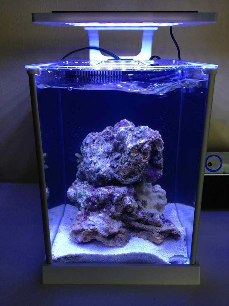 Xeell's Fluval Spec 3 Pico Reef (picture heavy) - Pico Reef Journals ...