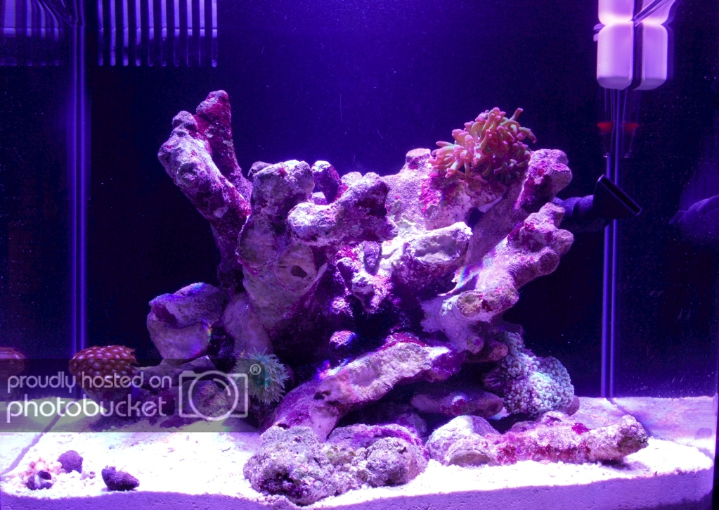 Cullen's 12 gallon beginner LED Cadlights - Nano Reef Journals - Nano ...