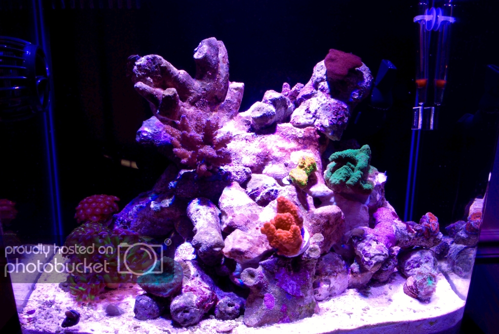 Cullen's 12g CADLights AIO - Nano Reef Journals - Nano-Reef Community
