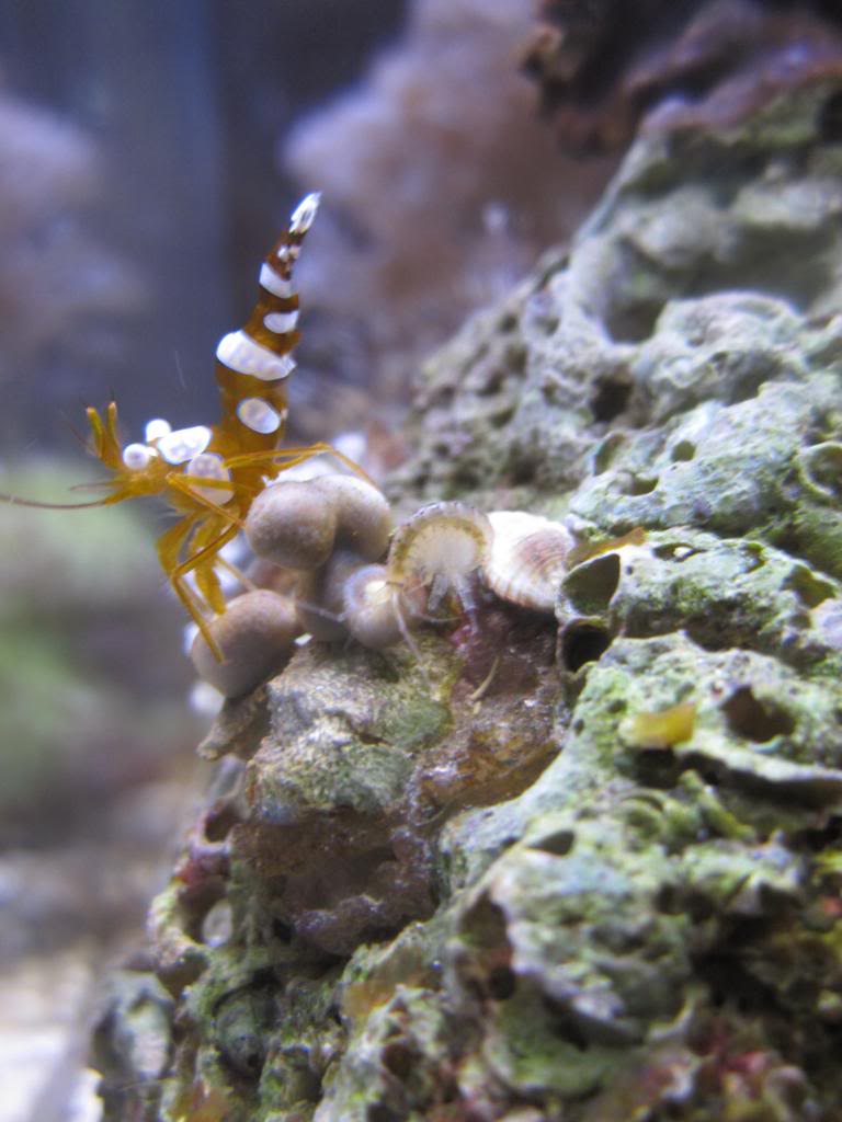 Crustacean Infestation - Identification Forum - Nano-Reef Community