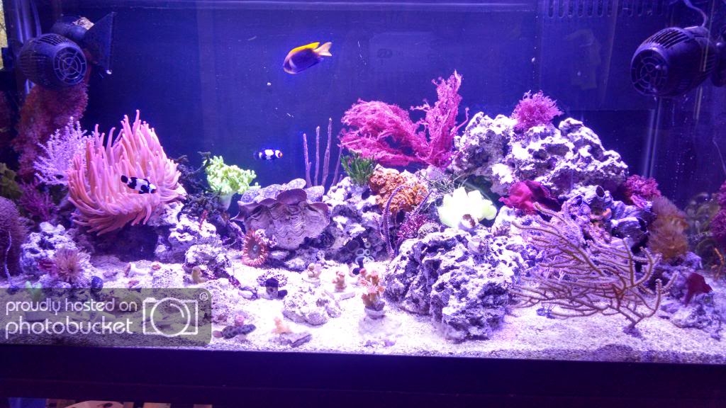 Tamberav's 40 Breeder - Nano Reef Journals - Nano-Reef Community